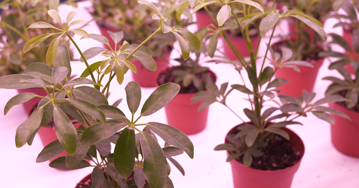 Hydrofarm MJ Biz Exhibit and Product Showcase | FGPG